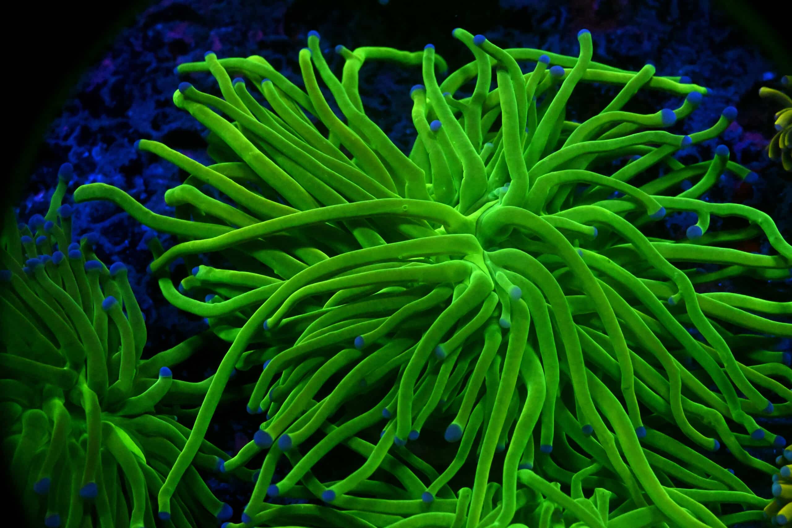 Recifal Must - Euphyllia Glabrescens Holy Grail (1H) 107